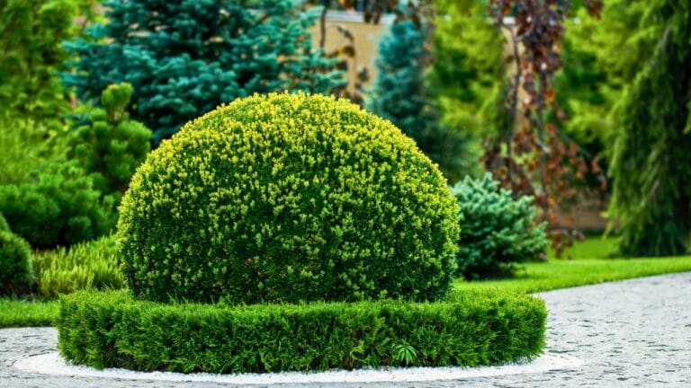 15 Evergreen Shrubs That Redefine Year-Round Curb Appeal