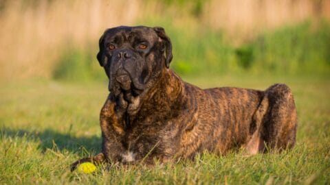 7 Cane Corso Colors That Hold More Meaning Than You Think