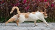 Kitty Calisthenics: 11 Meanings Behind Your Cat's Signature Stretch