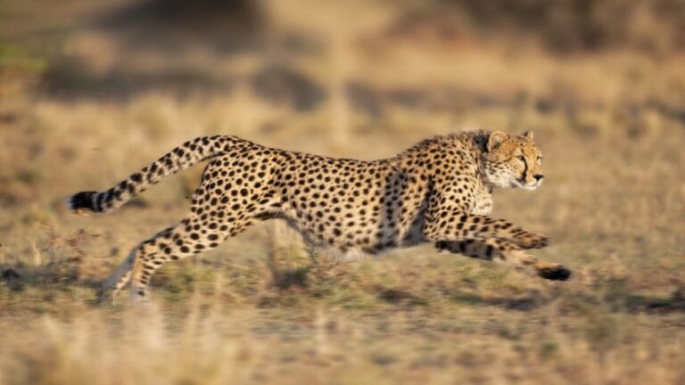12 of the Fastest Animals in the World