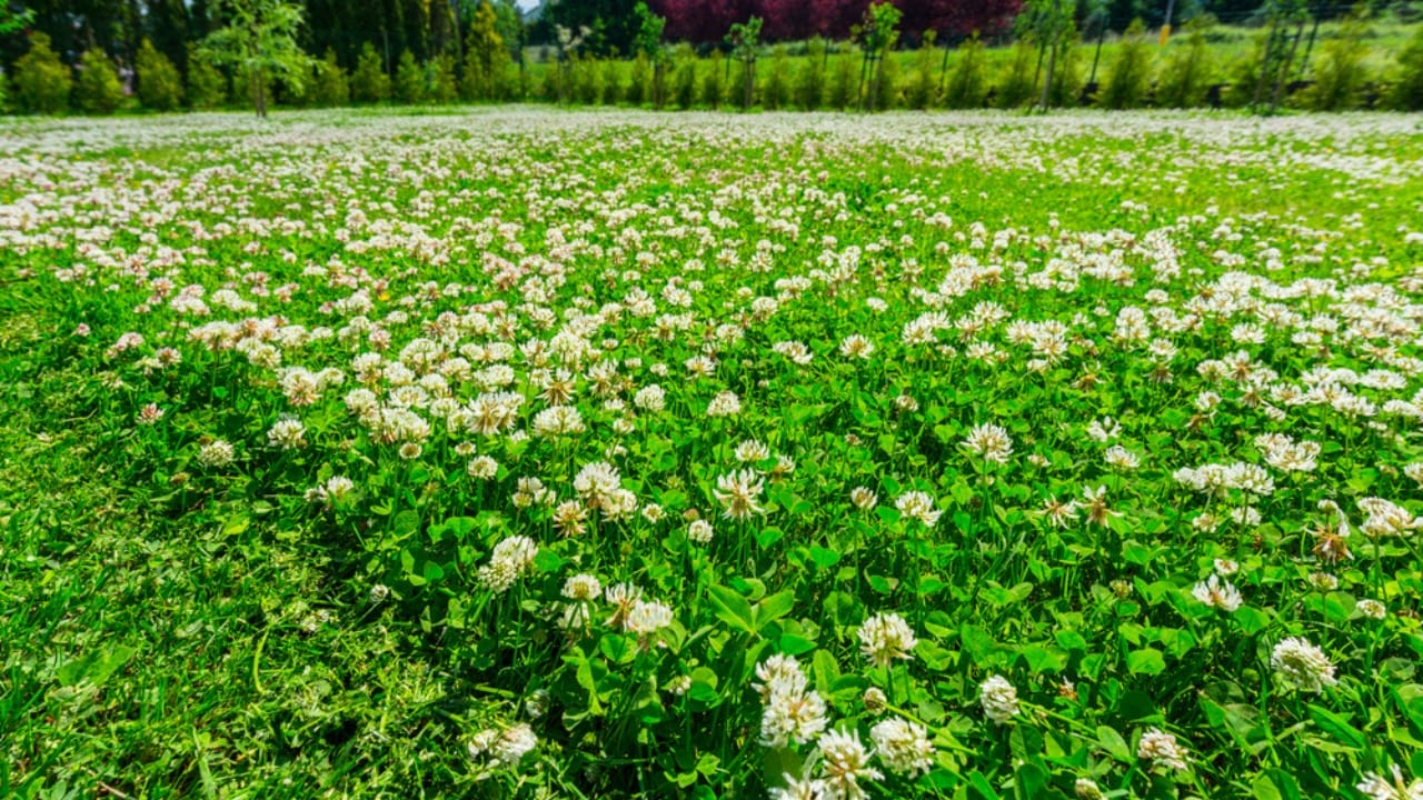 12 Walkable Ground Cover Plants to Create a Durable, Lush Lawn Alternative
