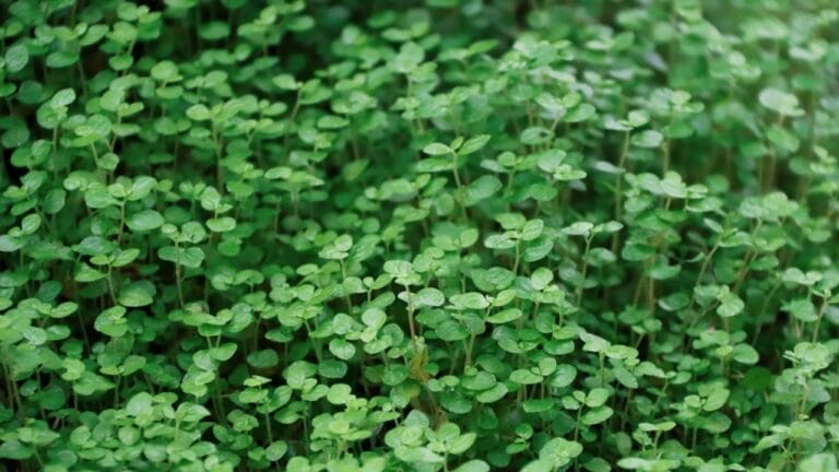 Say Goodbye to Weeds with These 15 Creeping Garden Path Plants