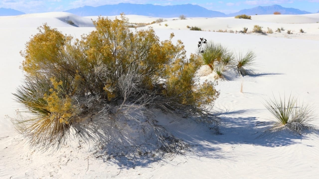 Ancient 11,700 Year Old Plant Thriving in the Desert- Older Than ...