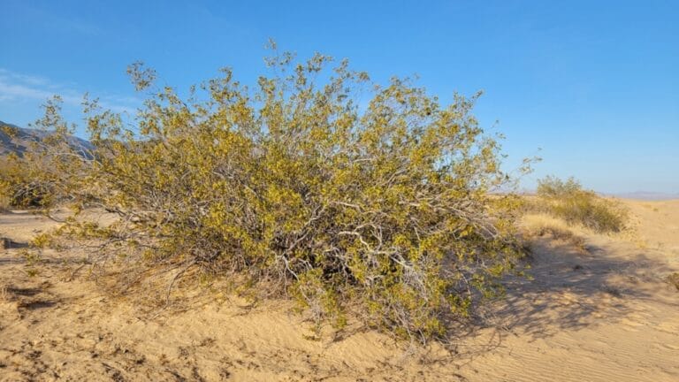 Ancient 11,700 Year Old Plant Thriving in the Desert- Older Than ...
