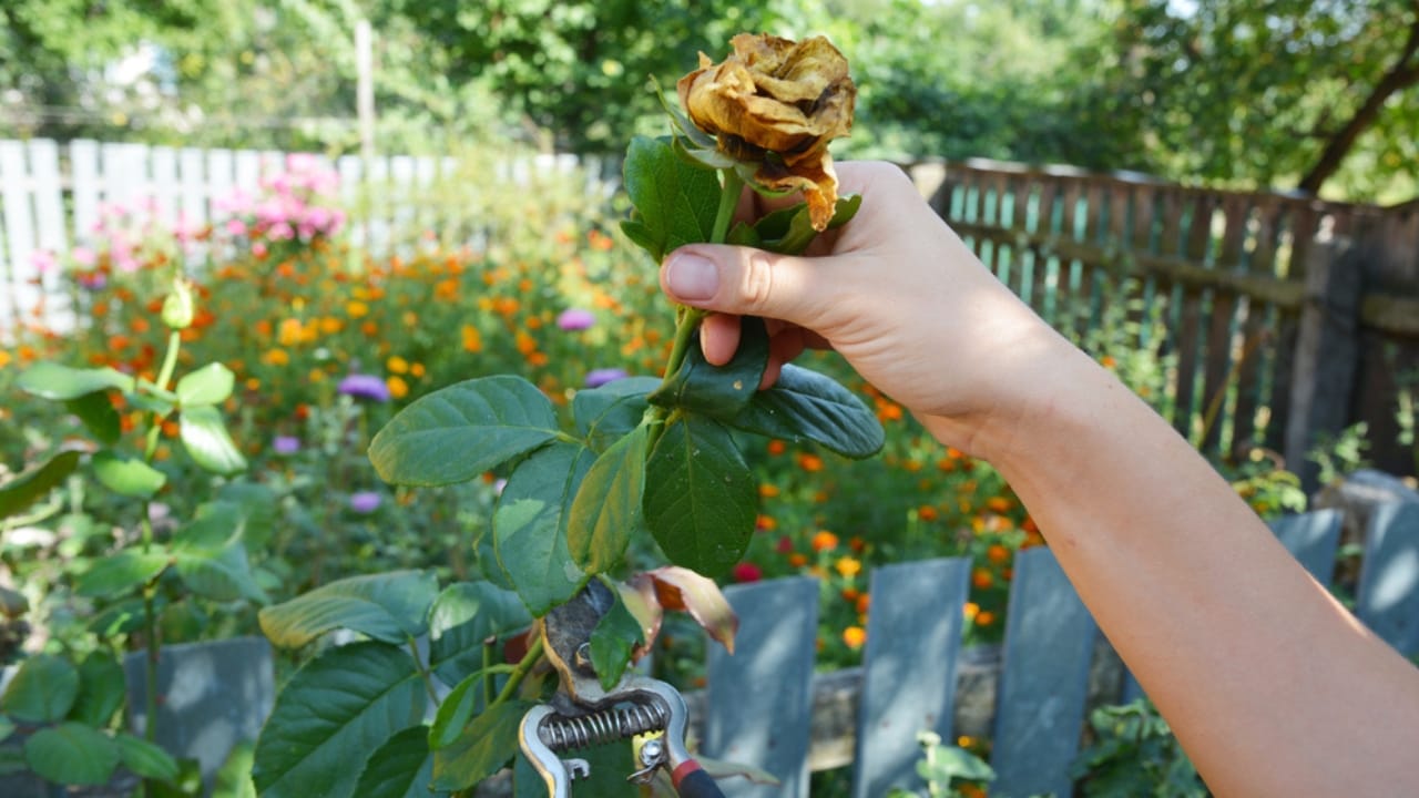 This Simple Deadheading Tweak Transforms Your Garden Flowers into the ...