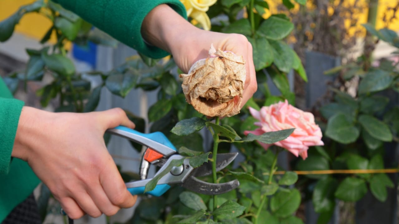 This Simple Deadheading Tweak Transforms Your Garden Flowers into the ...