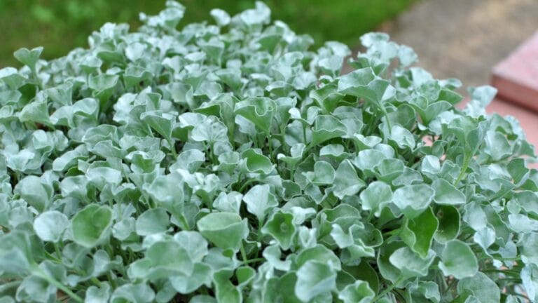 12 Walkable Ground Cover Plants to Create a Durable, Lush Lawn Alternative