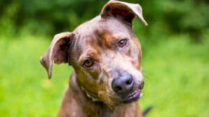 12 Dog Facial Expressions & What They Really Mean
