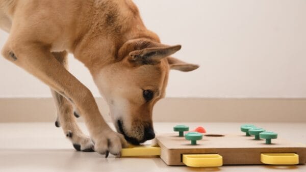 35 Fun Ways to Keep Your Dog Entertained Indoors