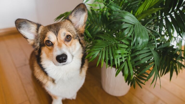 15 Dog-Safe Indoor Plants to Brighten Up Your Home