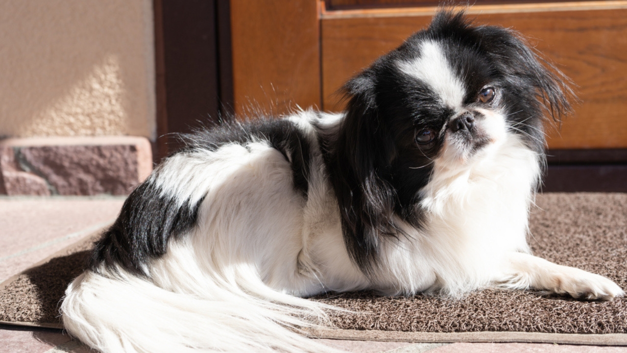 10 Unique Traits That Make the Japanese Chin Irresistible