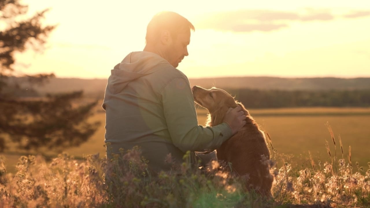 10 Things About Field Spaniel Dogs Only Experts Know