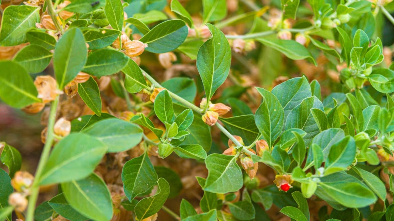 15 Plant-Based Remedies to Manage ADHD Symptoms