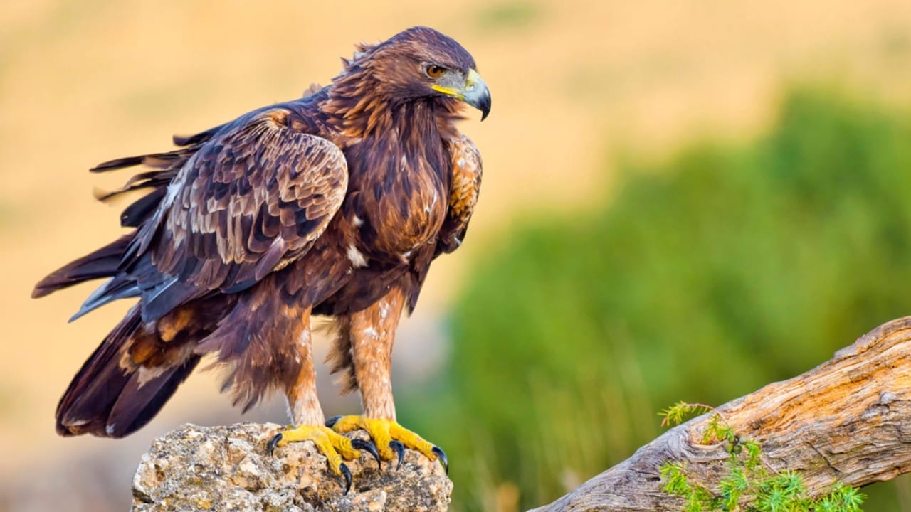 15 Birds That Take Flight at Record-Breaking Speeds