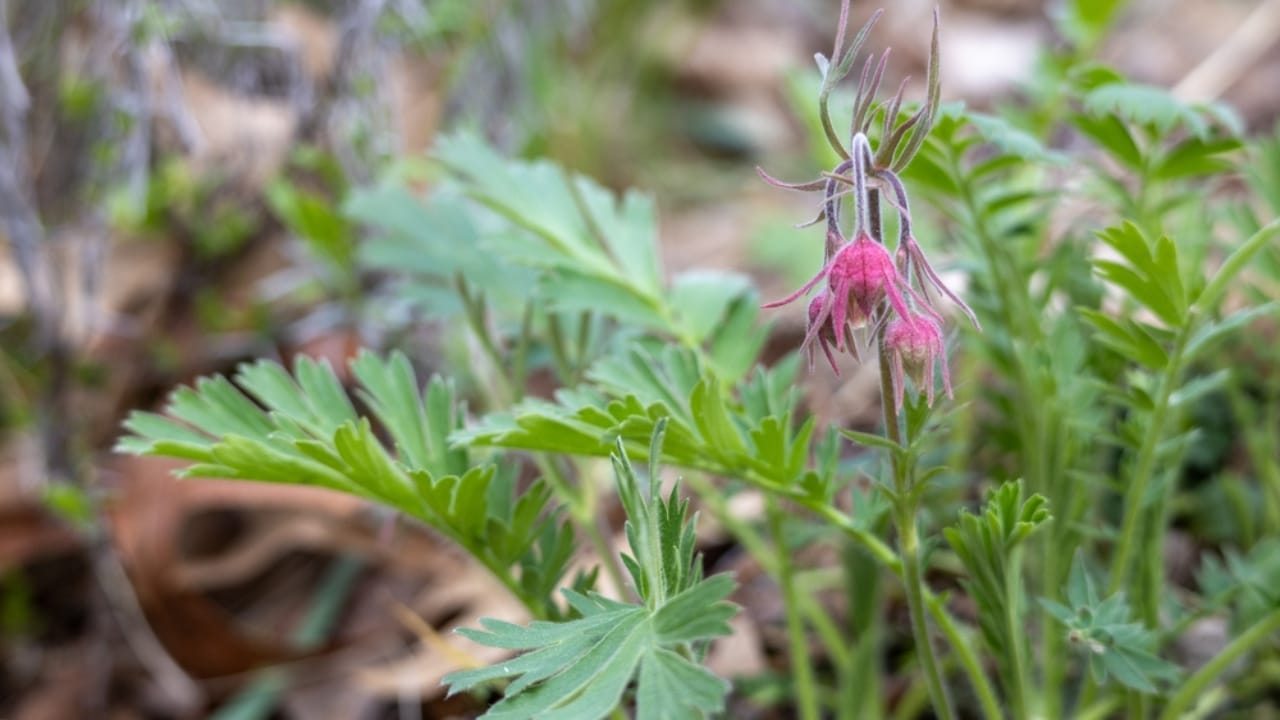 Growing Prairie Smoke: Tips for a Low-Maintenance & Beautiful Garden ...