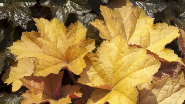 16 Native Plants That Beat the Heat & Drought