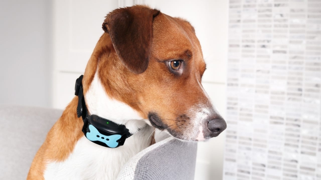 10 Enjoyable Ways Harrier Dogs Can Help You Stay Active & Fit
