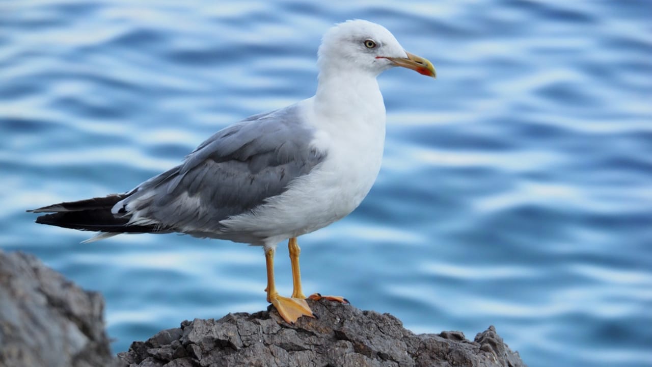18 Seaside Birds to Look Out for on Your Next Beach Day