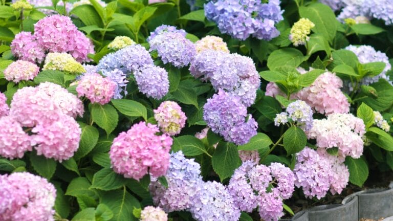 Your Leftover Coffee Grounds are Perfect for These 18 Acid-Loving Plants