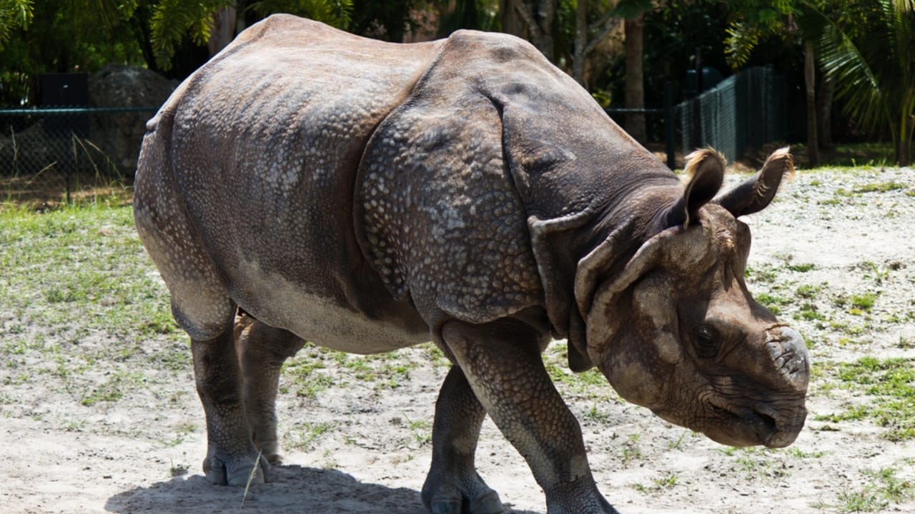 10 of the Rarest Animals on Earth