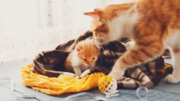 18 Tips for Being the Best Cat Parent Ever