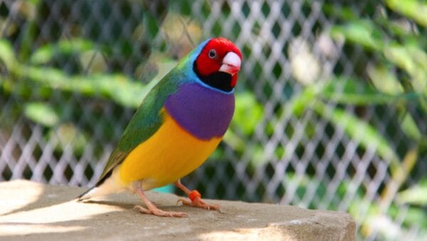 The Most Colorful & Beautiful Types of Finches