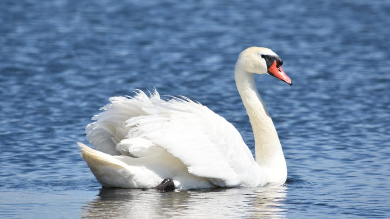 The Bird of Your Birth Month Reveals Your Key Traits