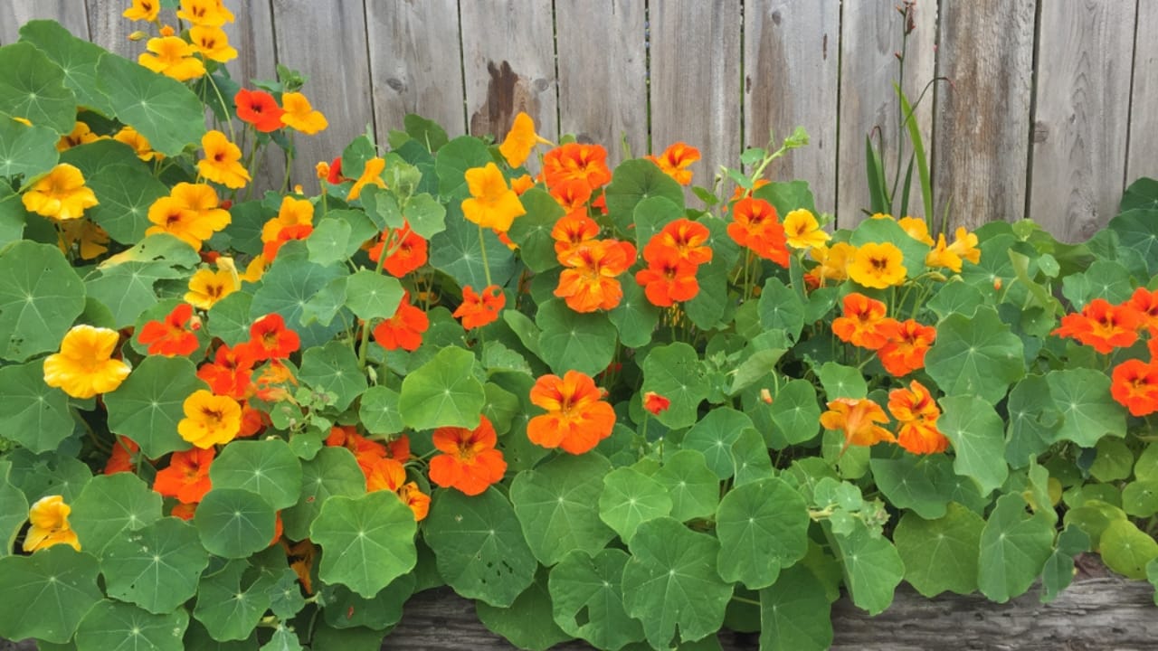 25 Edible Flowers Revolutionizing Modern Cuisine