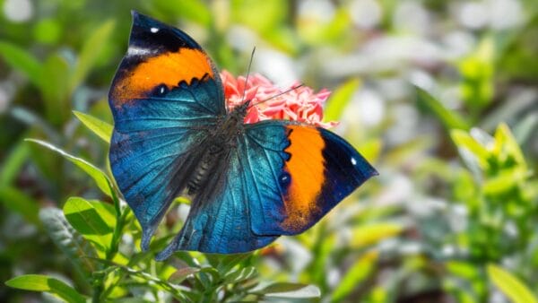23 Dazzling Photos of the Most Colorful Butterflies on Earth