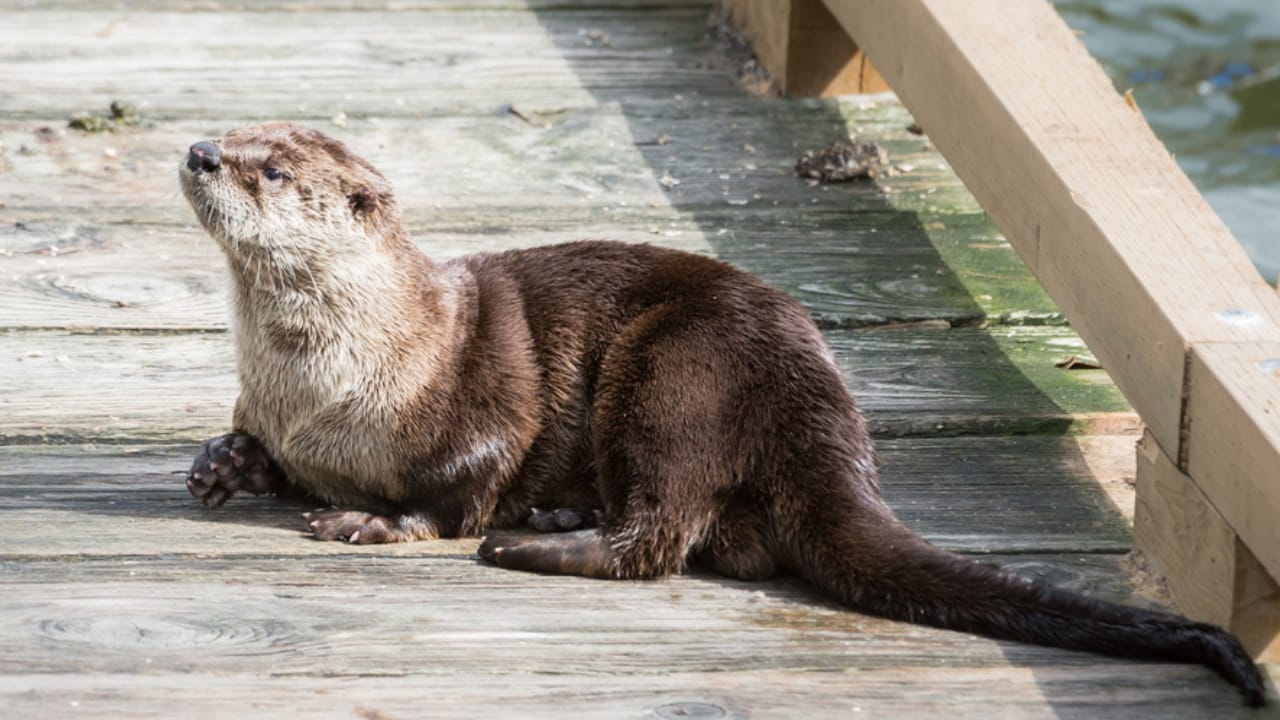 15 Quirky Facts About Otters That Will Make You Look at Them in a Whole ...