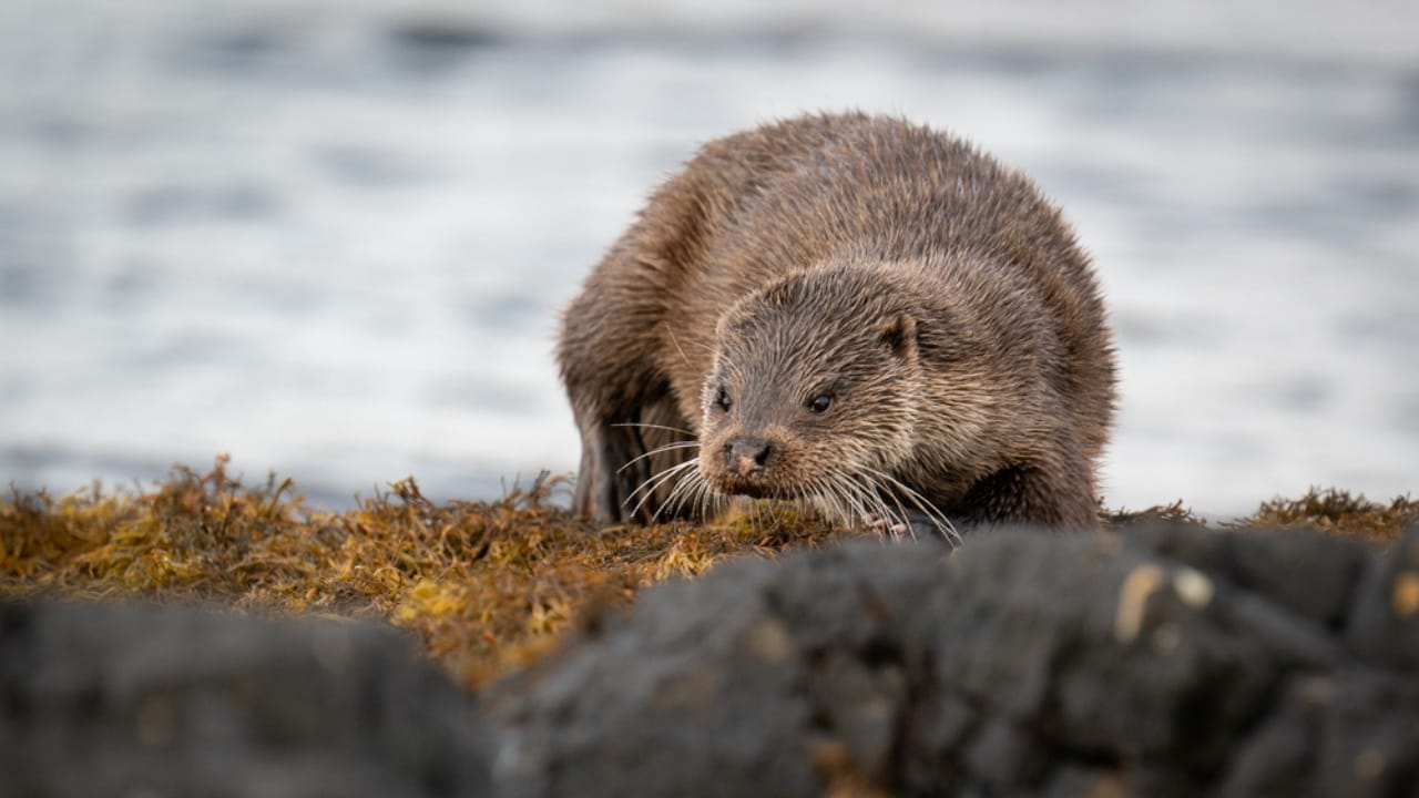 15 Quirky Facts About Otters That Will Make You Look at Them in a Whole ...