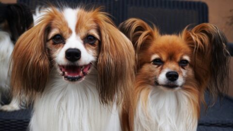 10 Papillon Dog Facts Every Pet Lover Should Know