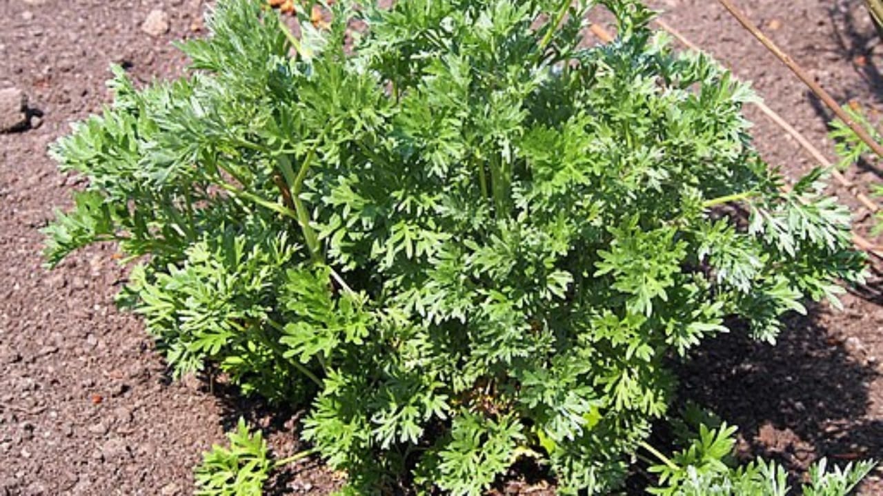 Grow This Scent-sational Herb to Keep Your Outdoor Space Wasp-Free