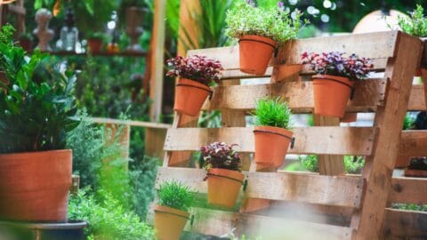 10 Tips for Perfectly Arranging Outdoor Plant Pots Like a Pro