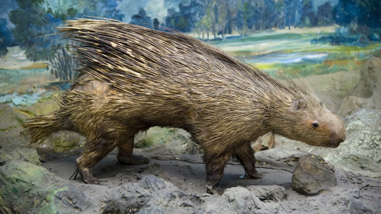 North America's Only Porcupines: Insights from a Recent Fossil Discovery