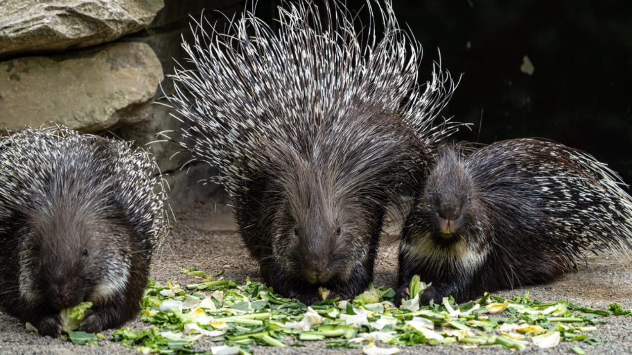North America's Only Porcupines: Insights from a Recent Fossil Discovery