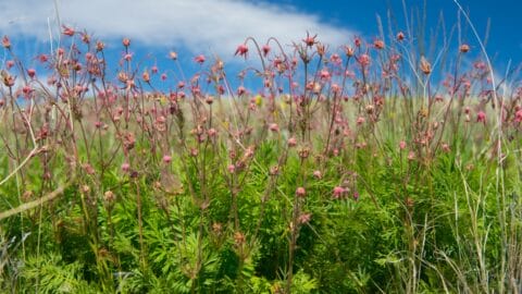 Growing Prairie Smoke: Tips for a Low-Maintenance & Beautiful Garden ...