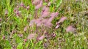 Growing Prairie Smoke: Tips for a Low-Maintenance & Beautiful Garden ...