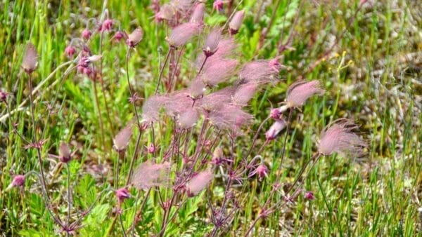 Growing Prairie Smoke: Tips for a Low-Maintenance & Beautiful Garden ...