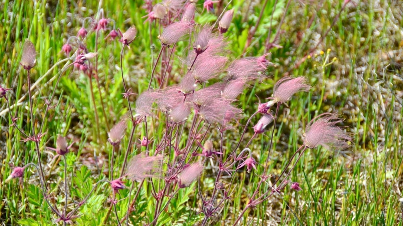 Growing Prairie Smoke: Tips for a Low-Maintenance & Beautiful Garden ...