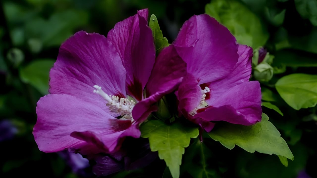 Rose of Sharon Varieties That Draw Hummingbirds & Won’t Take Over Your ...