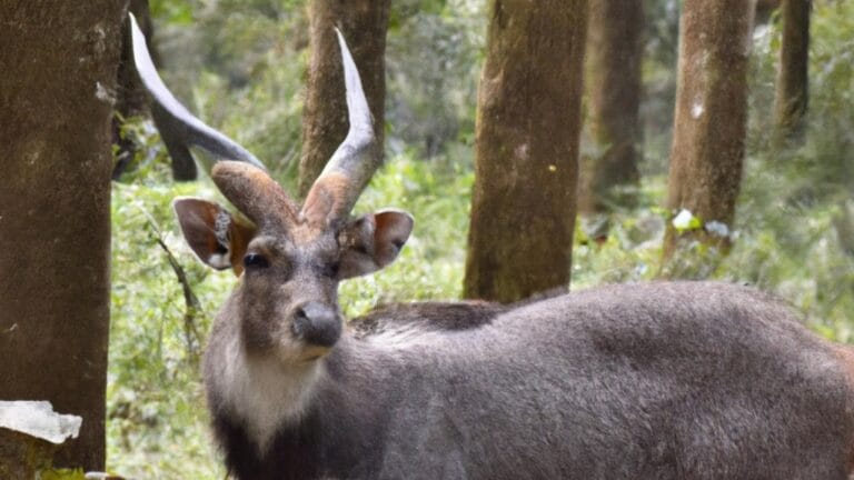 15 Rare Animal Species You’ll Rarely See as They Face Extinction in the ...