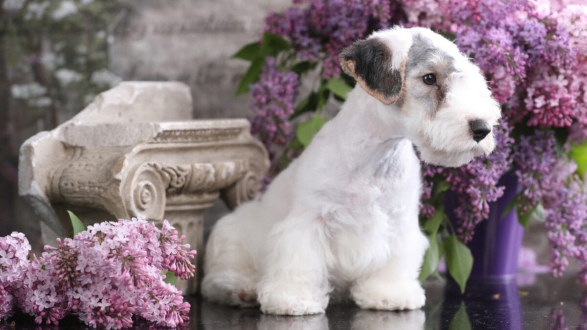 Before Getting a Sealyham Terrier Dog: 10 Things You Should Know