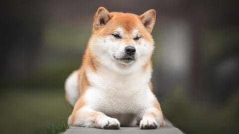 These 18 Dog Breeds are Experts at Letting You Know What They Want