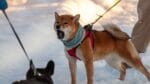 7 Shiba Inu Dog Facts to Know—Including How to Handle the Legendary ...