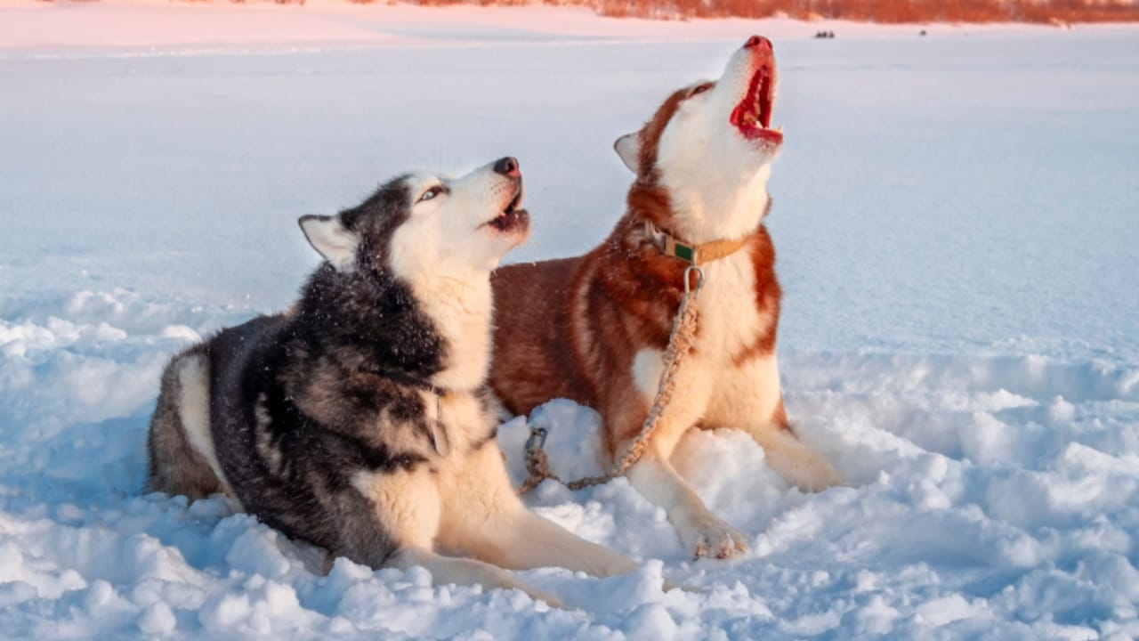 10 Reasons Why Siberian Huskies are Truly One of a Kind