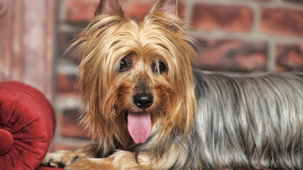 10 Shimmering Qualities That Set the Silky Terrier Dog Breed Apart