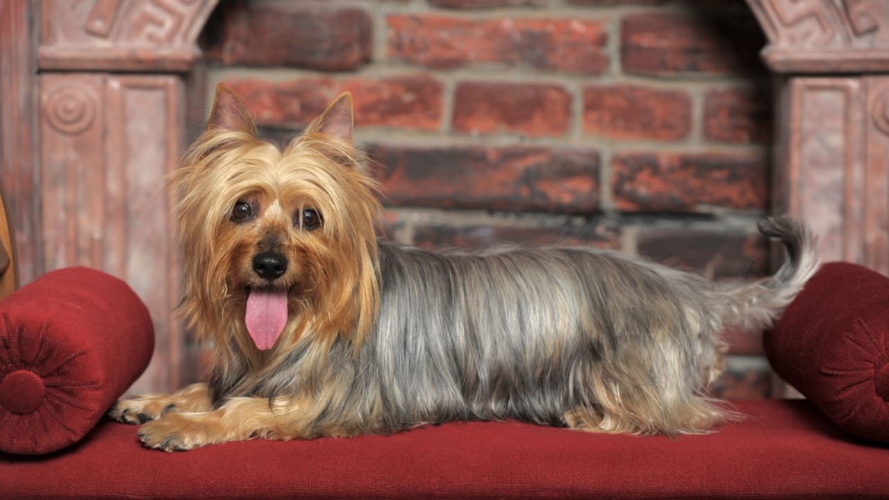 10 Shimmering Qualities That Set the Silky Terrier Dog Breed Apart