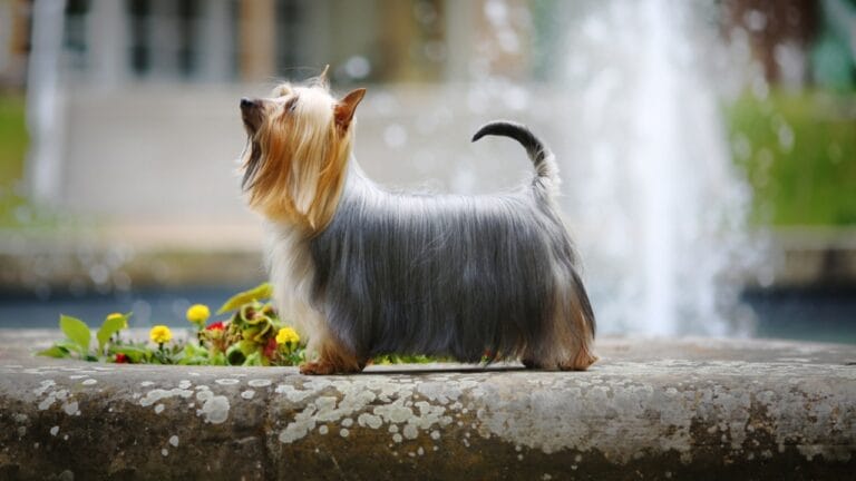 10 Shimmering Qualities That Set the Silky Terrier Dog Breed Apart