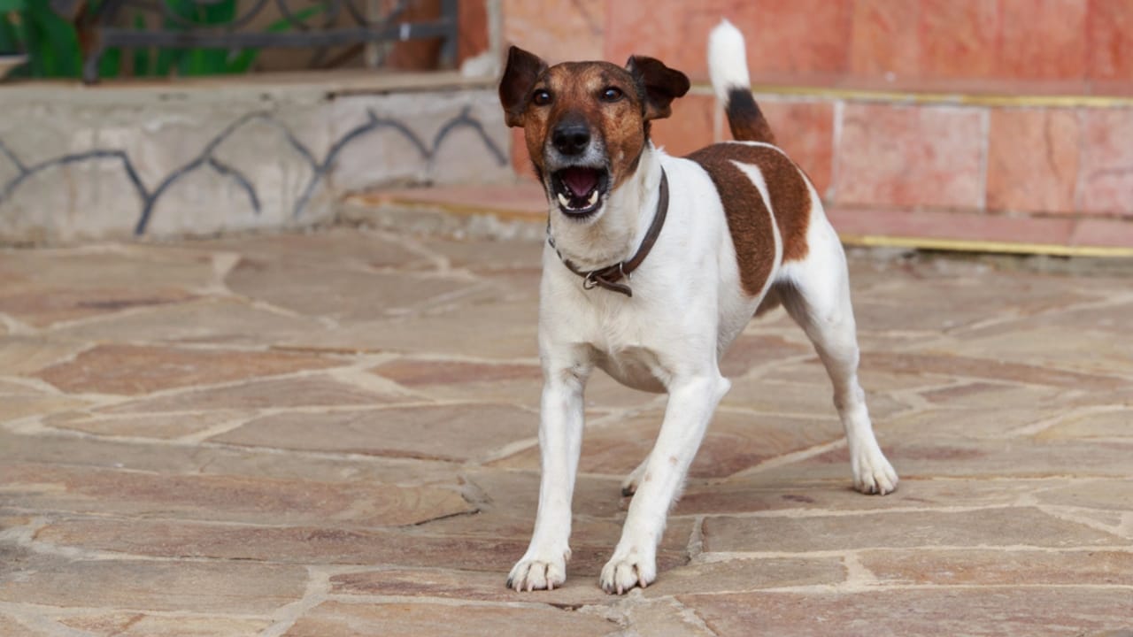 Is Your Dog Barking at Thin Air? 6 Explanations for This Puzzling Behavior